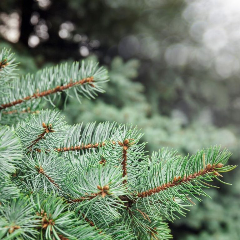 Walk-Through and Drive-Through Christmas Lights Displays – Active Parents