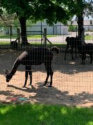 Happy Rolph's is a Free Animal Sanctuary Kids Will Love – Active Parents