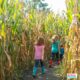 The 7 Best Corn Mazes Near Me In Hamilton and Halton
