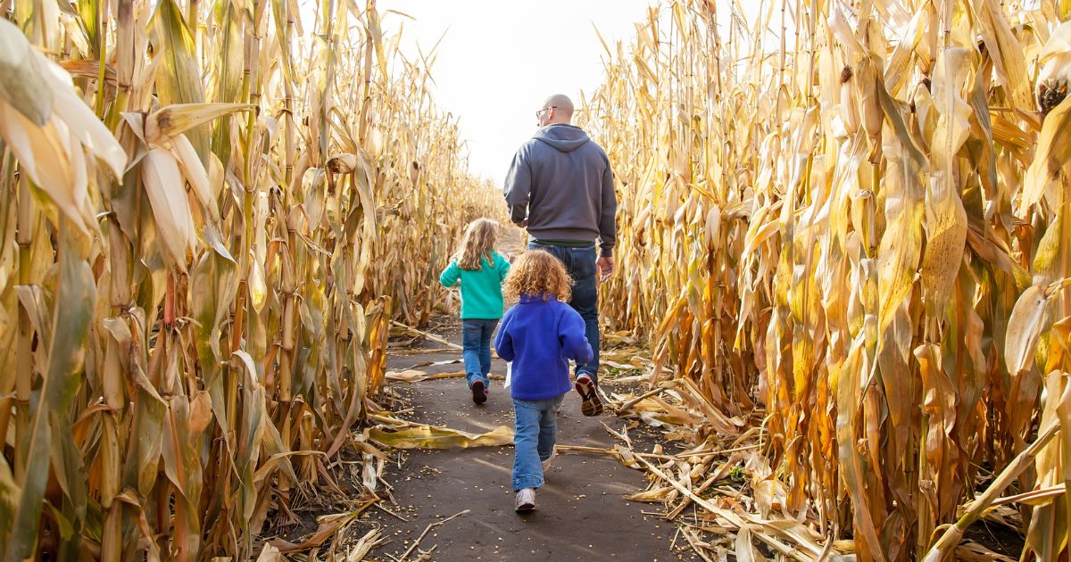 The 7 Best Corn Mazes Near Me In Hamilton and Halton