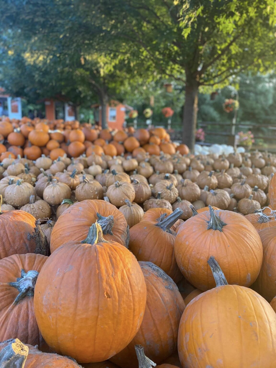 Pumpkin Patches Families Love in Hamilton, Halton, Niagara – Active Parents