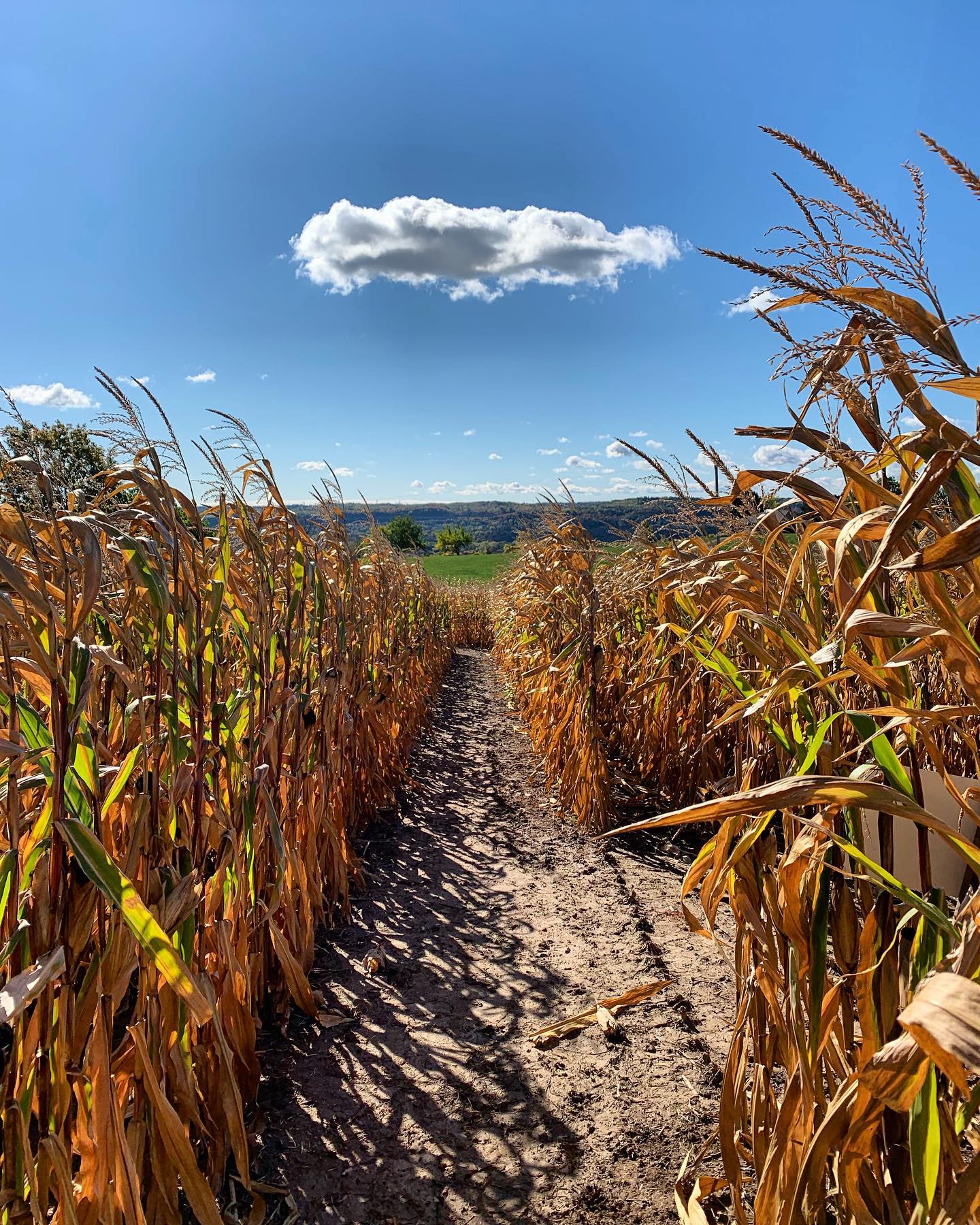 The 7 Best Corn Mazes Near Me In Hamilton and Halton