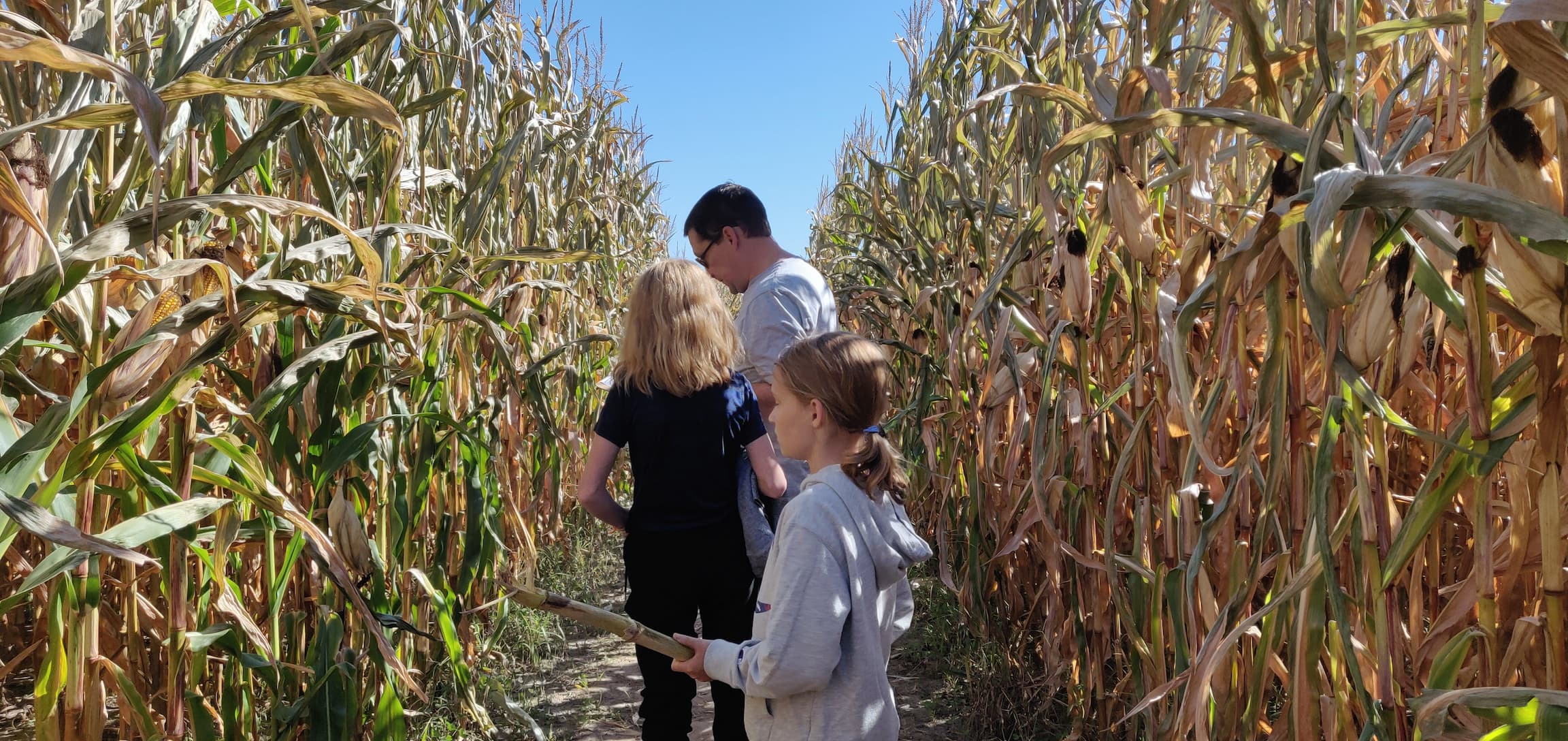 The 7 Best Corn Mazes Near Me In Hamilton and Halton