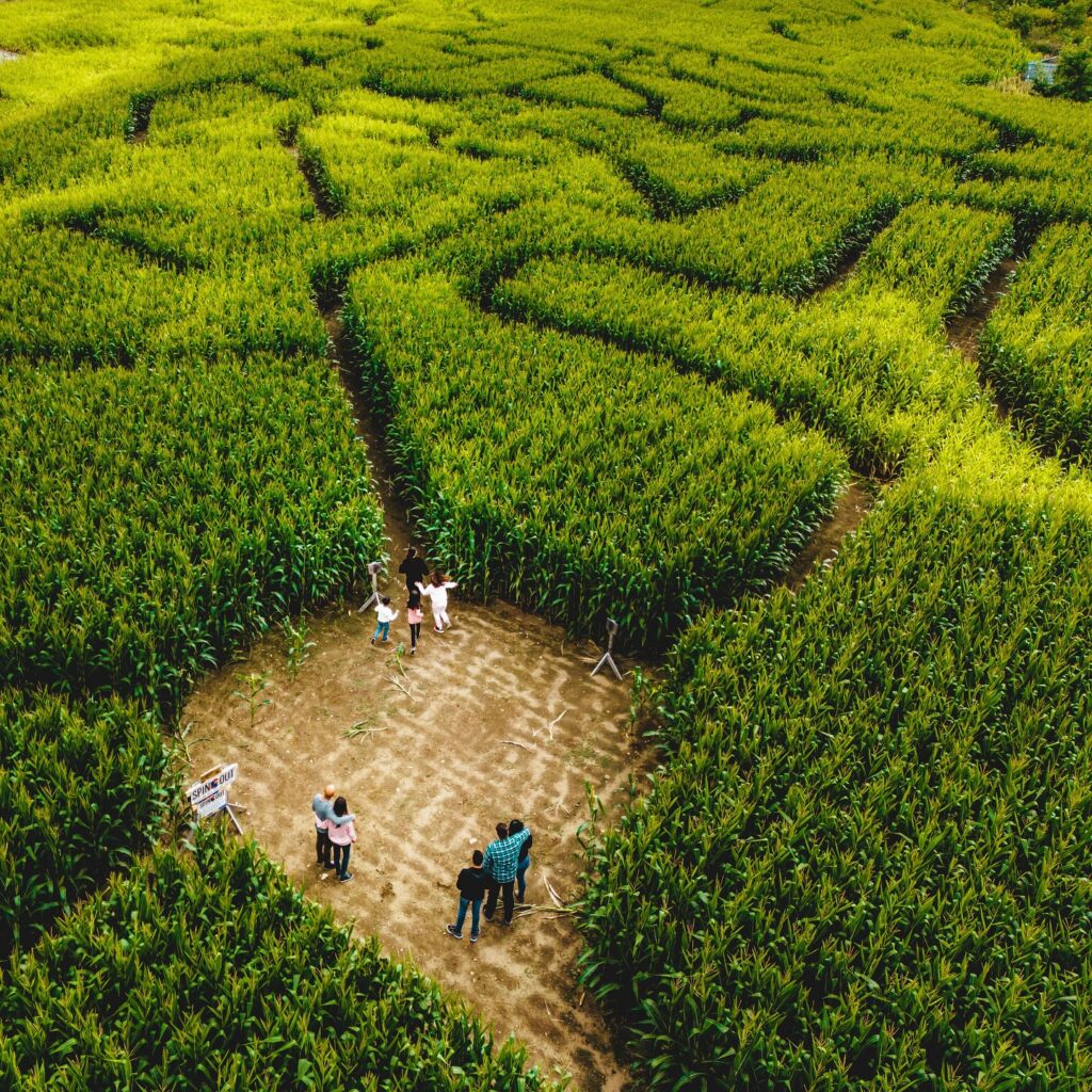 The 7 Best Corn Mazes Near Me In Hamilton and Halton